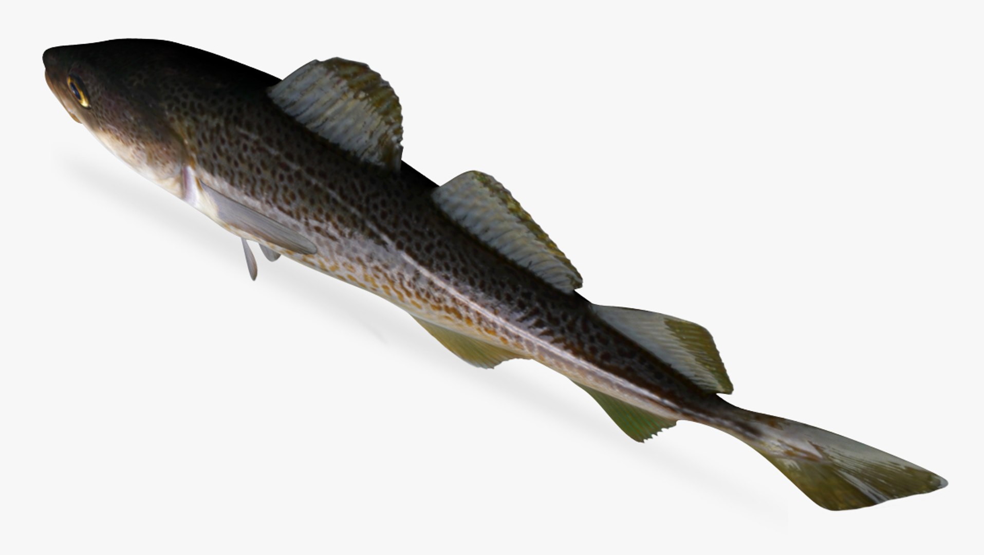 Cod Fish Model - TurboSquid 1414981