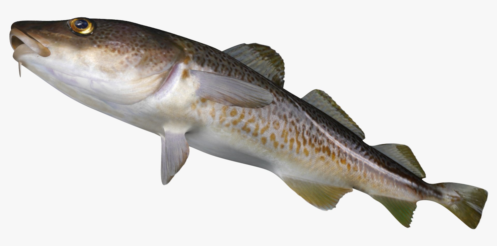 Cod Fish Model - TurboSquid 1414981