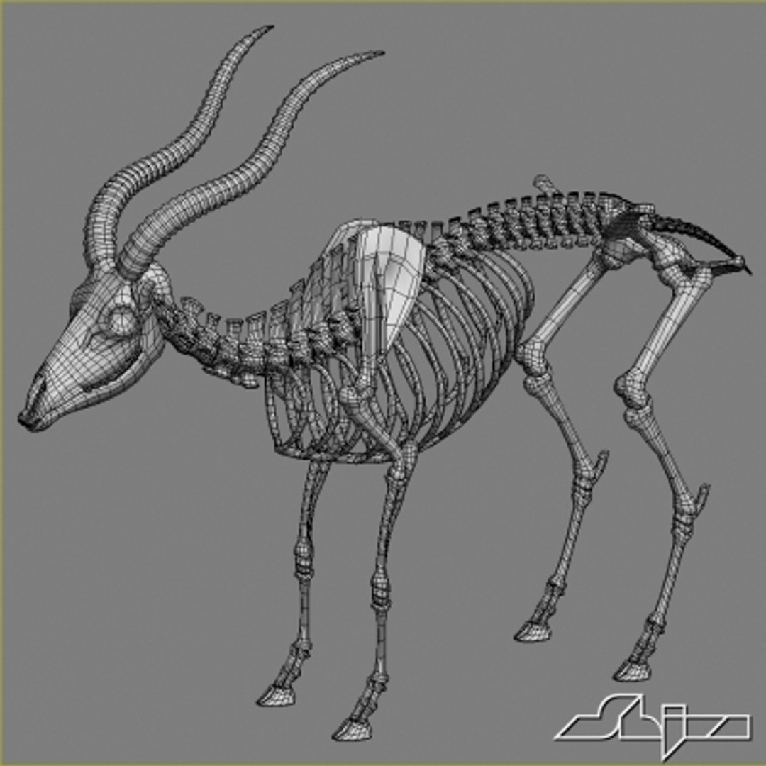 Goat Skeleton 3d Model
