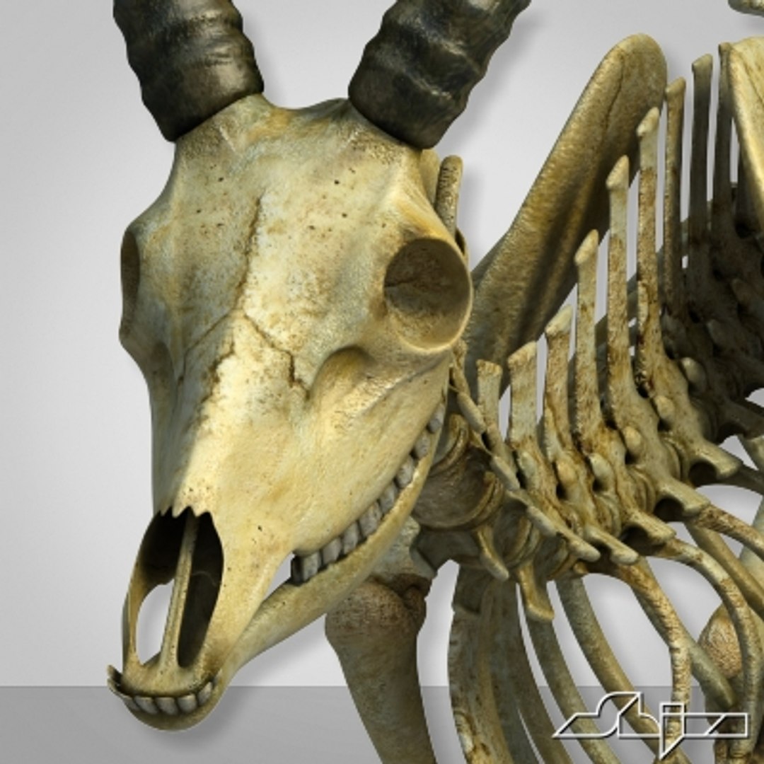 Goat Skeleton 3d Model