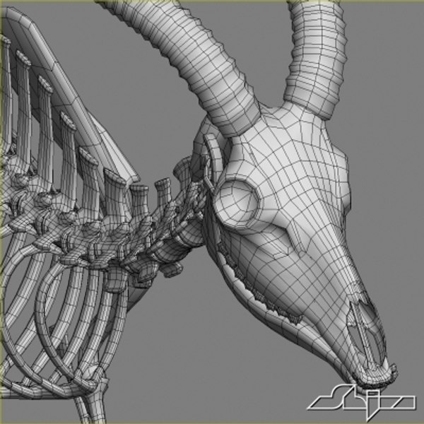 goat skeleton 3d model