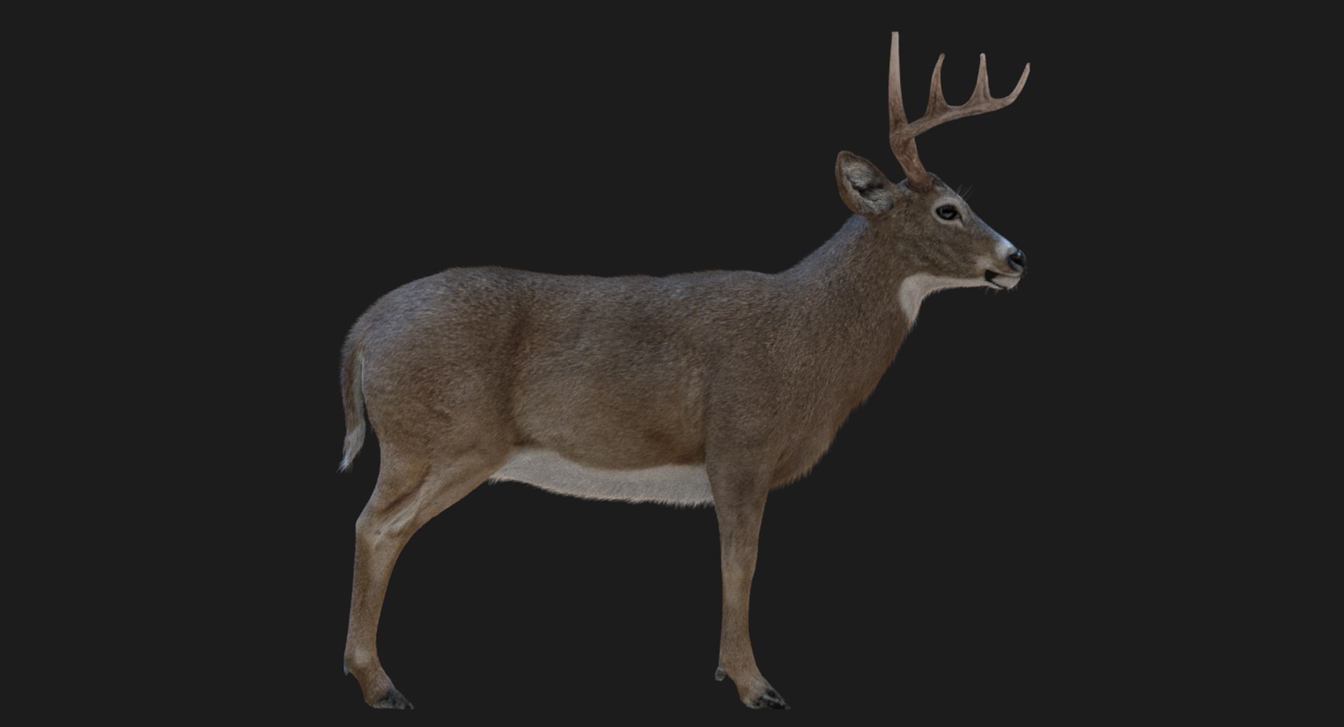 3d Model Deer Rigged 2 Fur