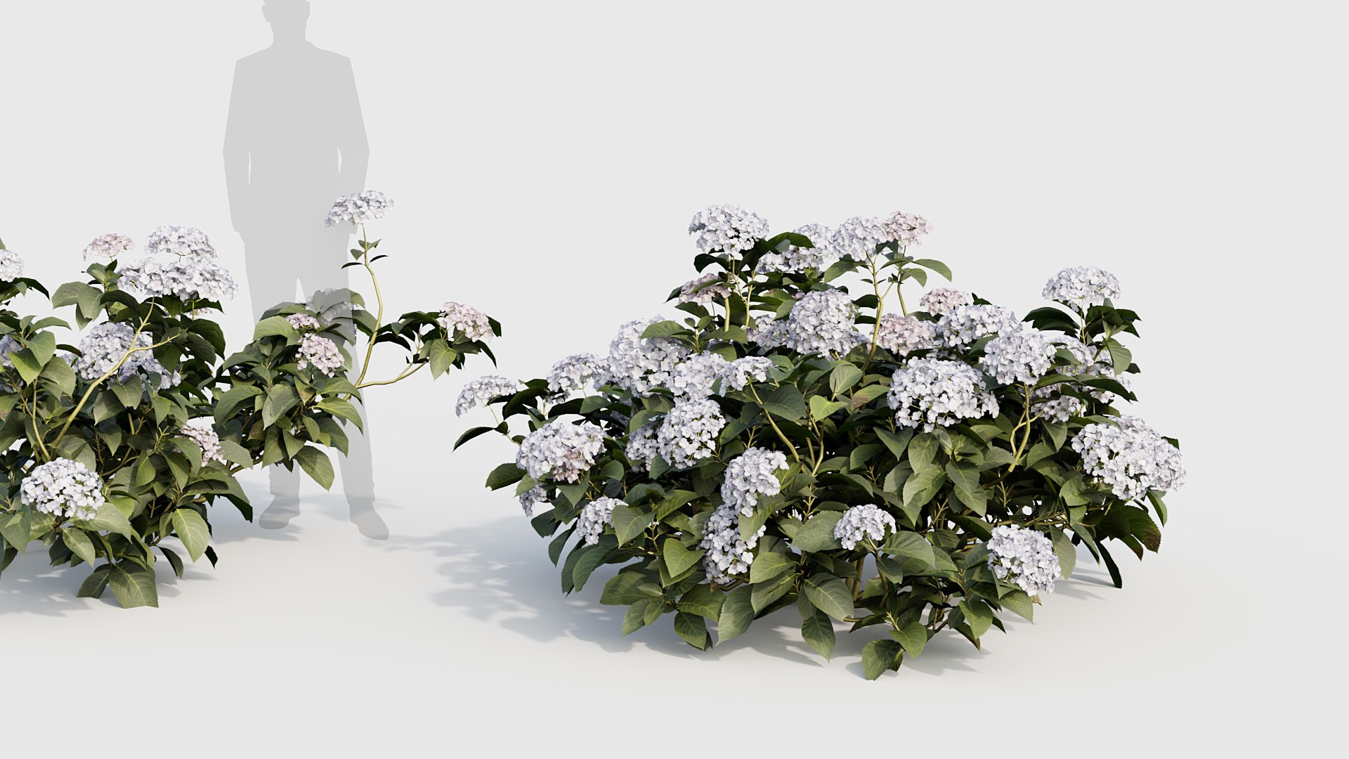 3D Hydrangea Macrophylla Big Leaf Hydrangea 01 3D Model - TurboSquid 2173900