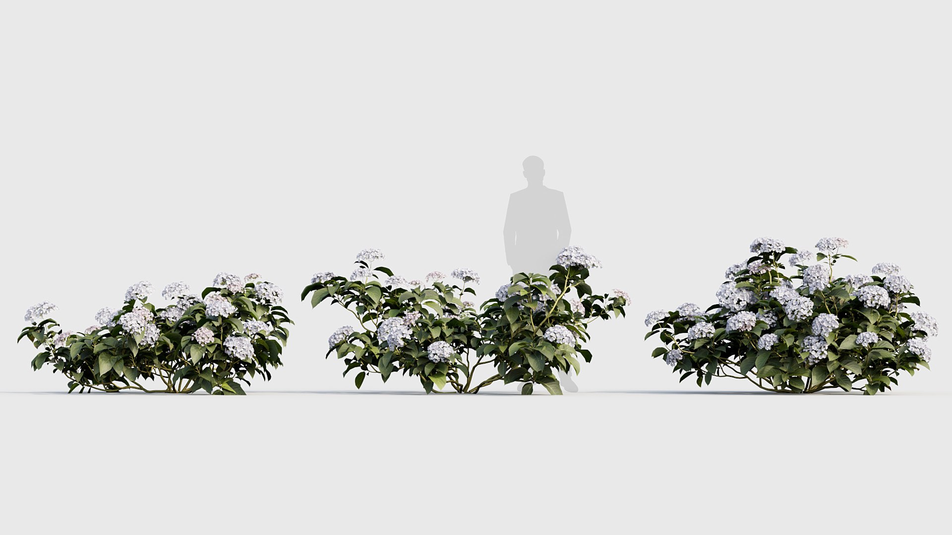 3D Hydrangea Macrophylla Big Leaf Hydrangea 01 3D Model - TurboSquid 2173900