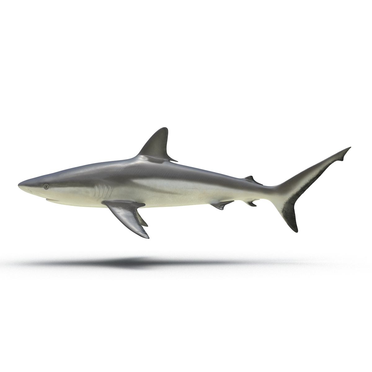 grey reef shark 3d 3ds