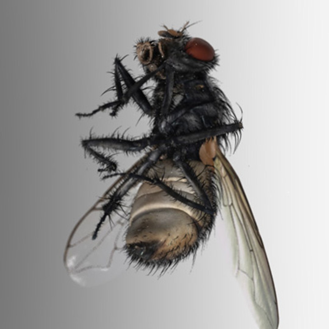 3d Photorealistic Housefly