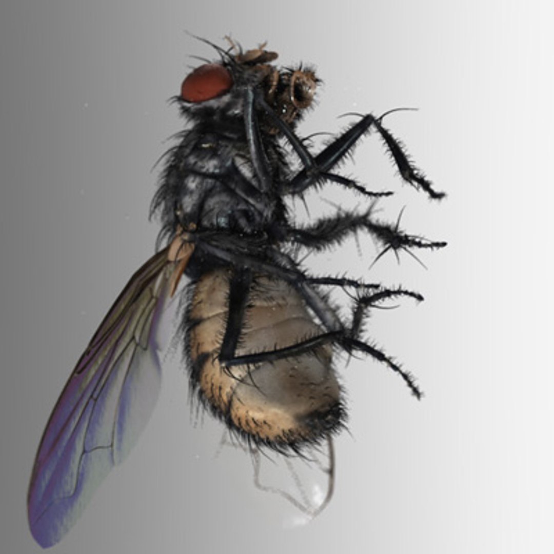 3d Photorealistic Housefly