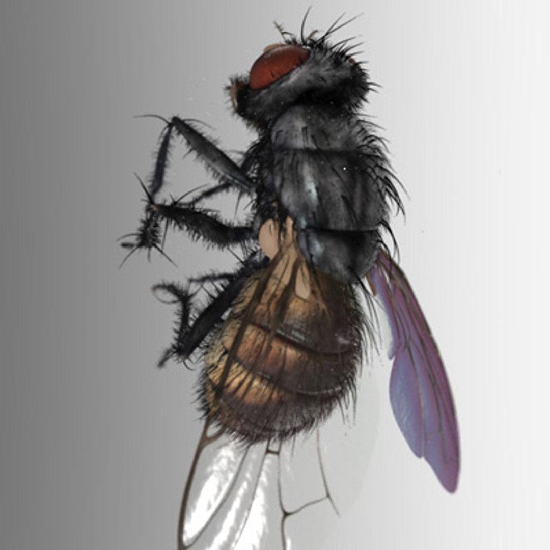 3d Photorealistic Housefly