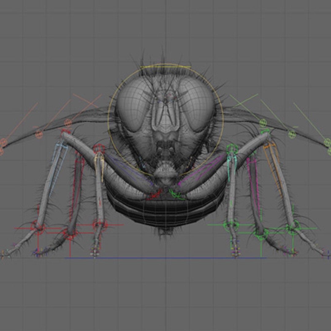 3d Photorealistic Housefly