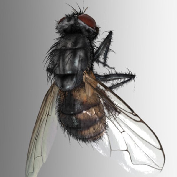 3d photorealistic housefly model