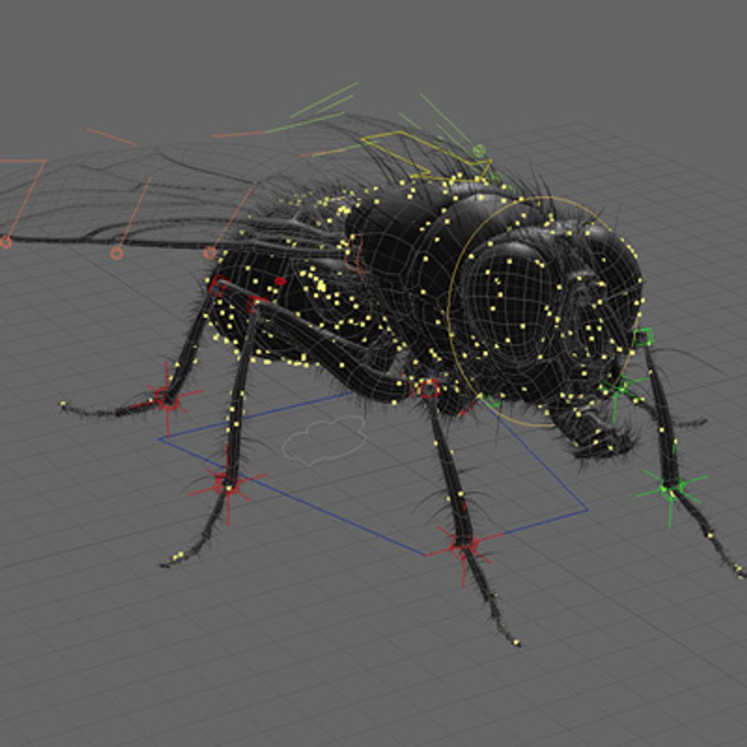 3d Photorealistic Housefly
