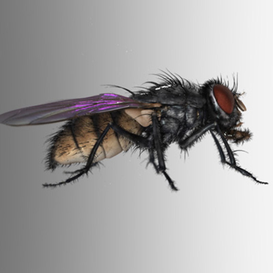 3d Photorealistic Housefly