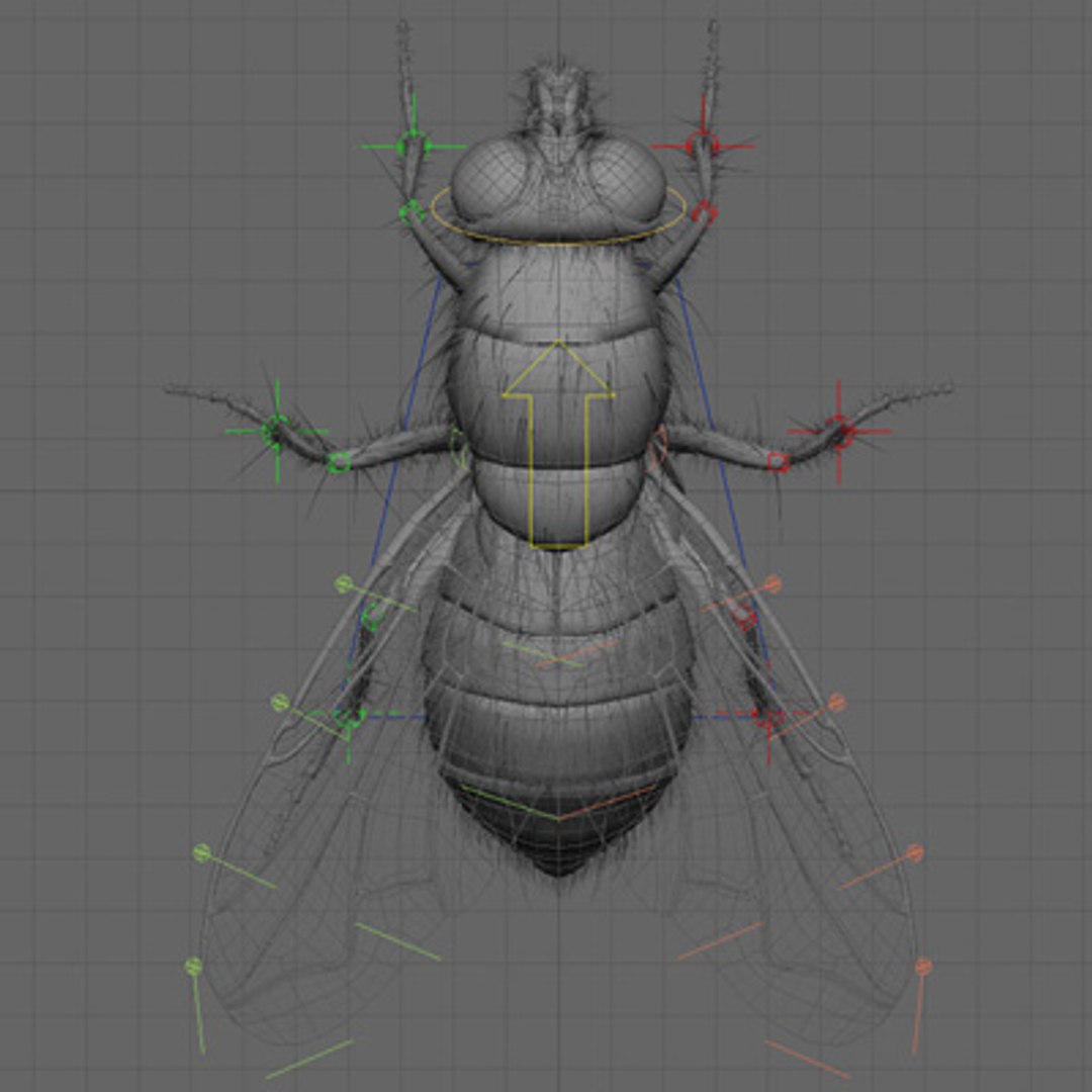 3d Photorealistic Housefly