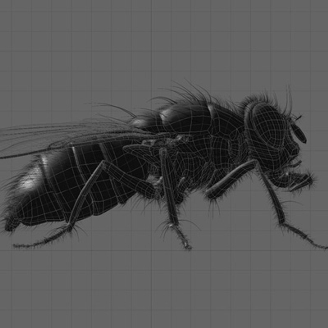 3d Photorealistic Housefly