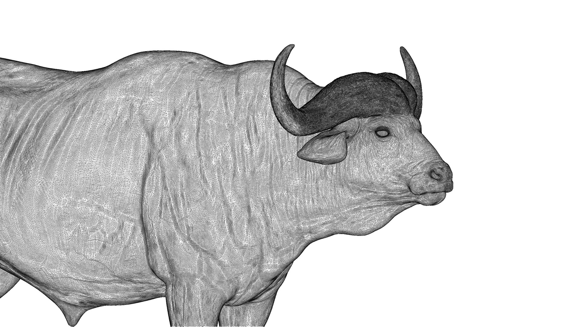 3D Model Buffalo - TurboSquid 2278227