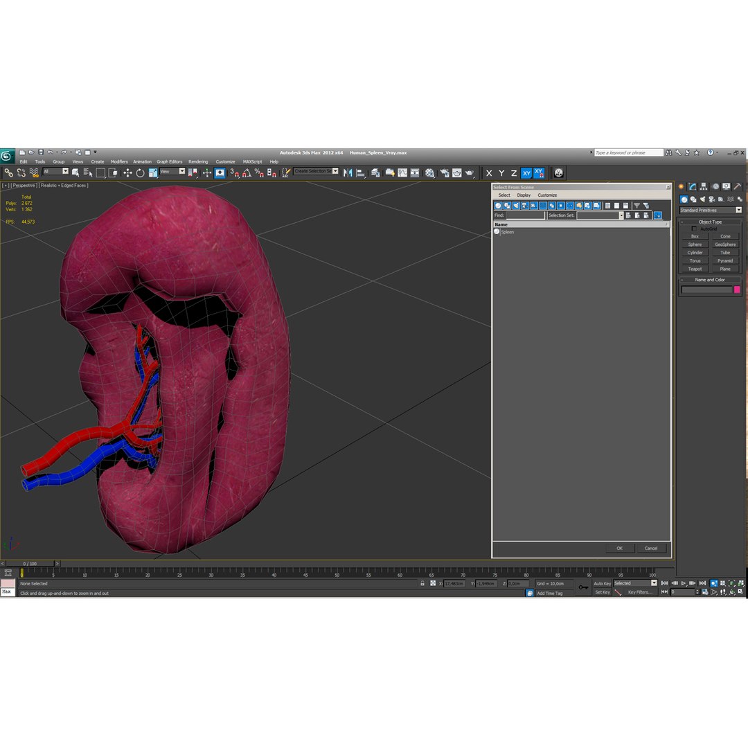 3d model of human spleen