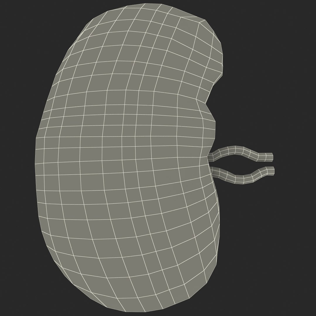 3d Model Of Human Spleen