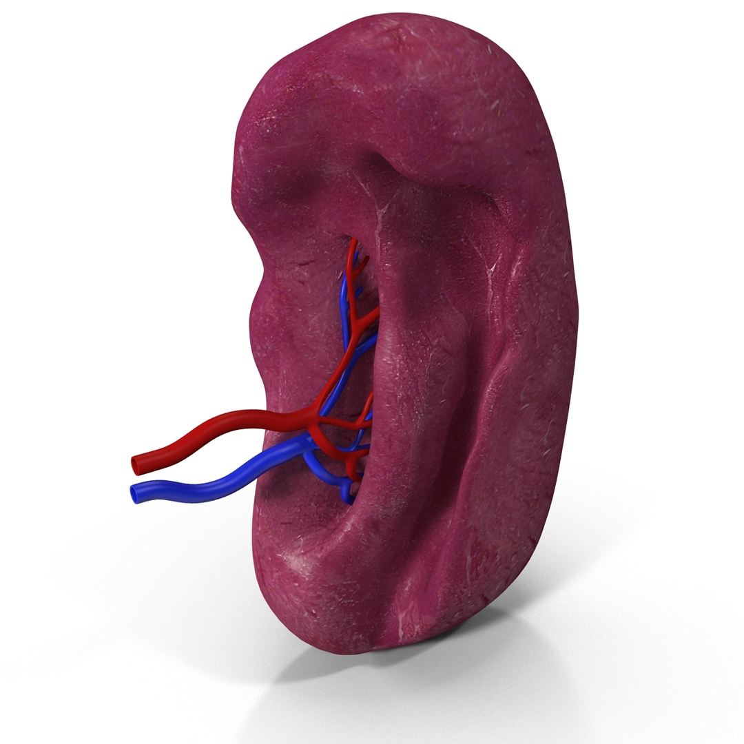 3d Model Of Human Spleen