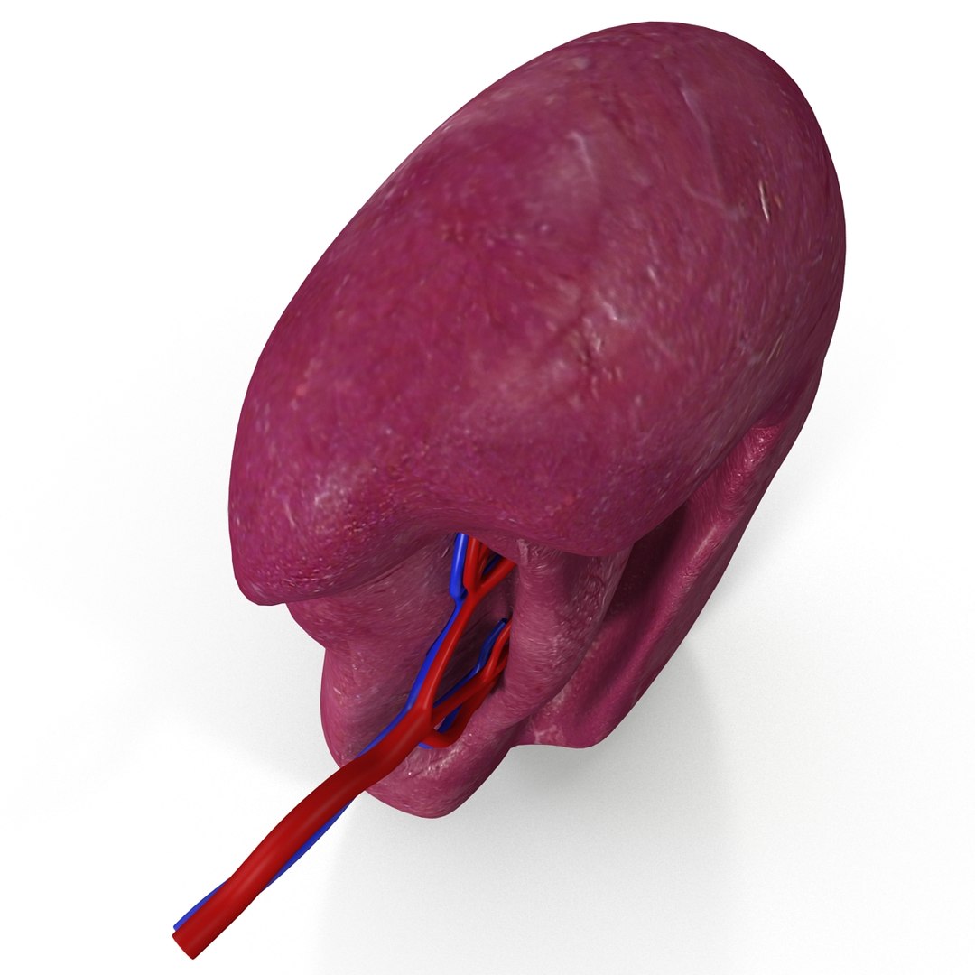 3d Model Of Human Spleen
