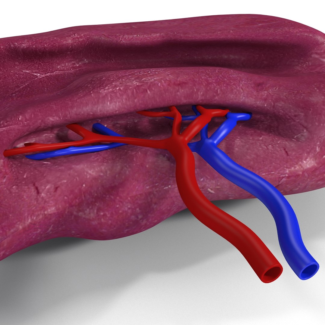 3d Model Of Human Spleen