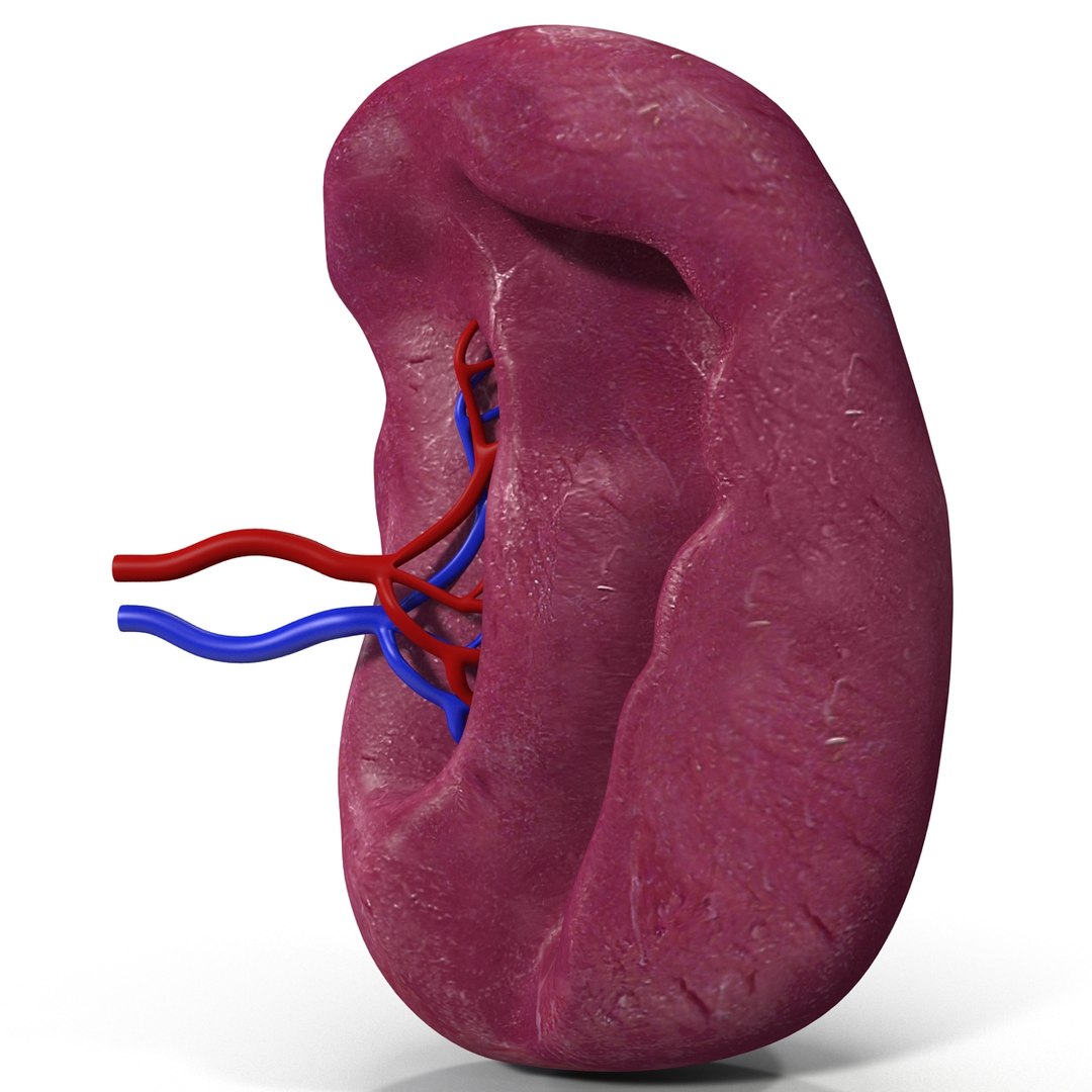 3d Model Of Human Spleen