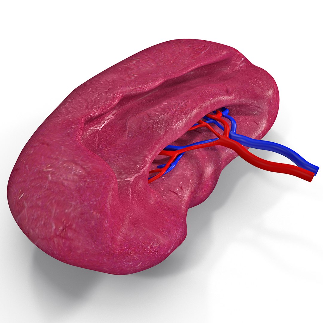 3d Model Of Human Spleen