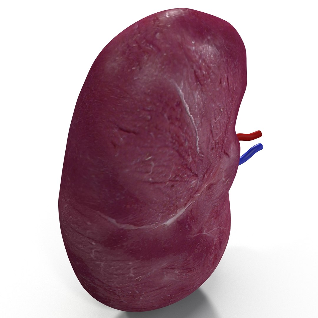 3d Model Of Human Spleen