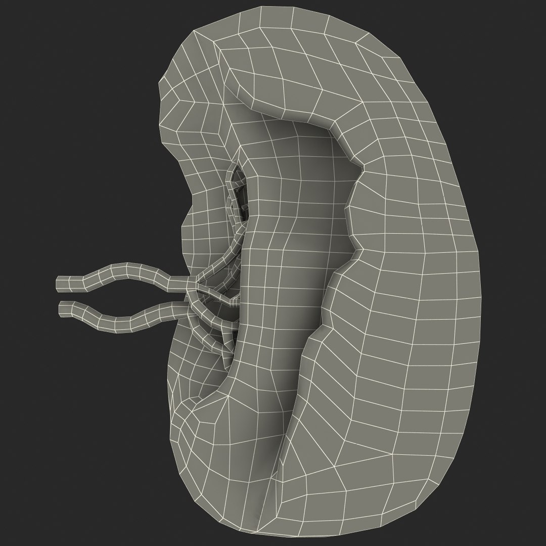 3d Model Of Human Spleen