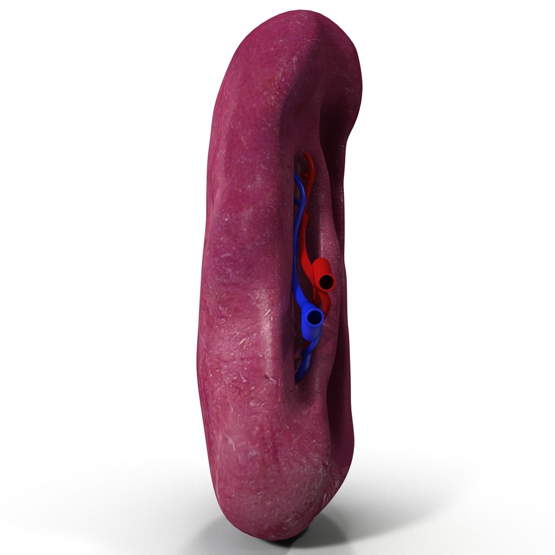 3d Model Of Human Spleen