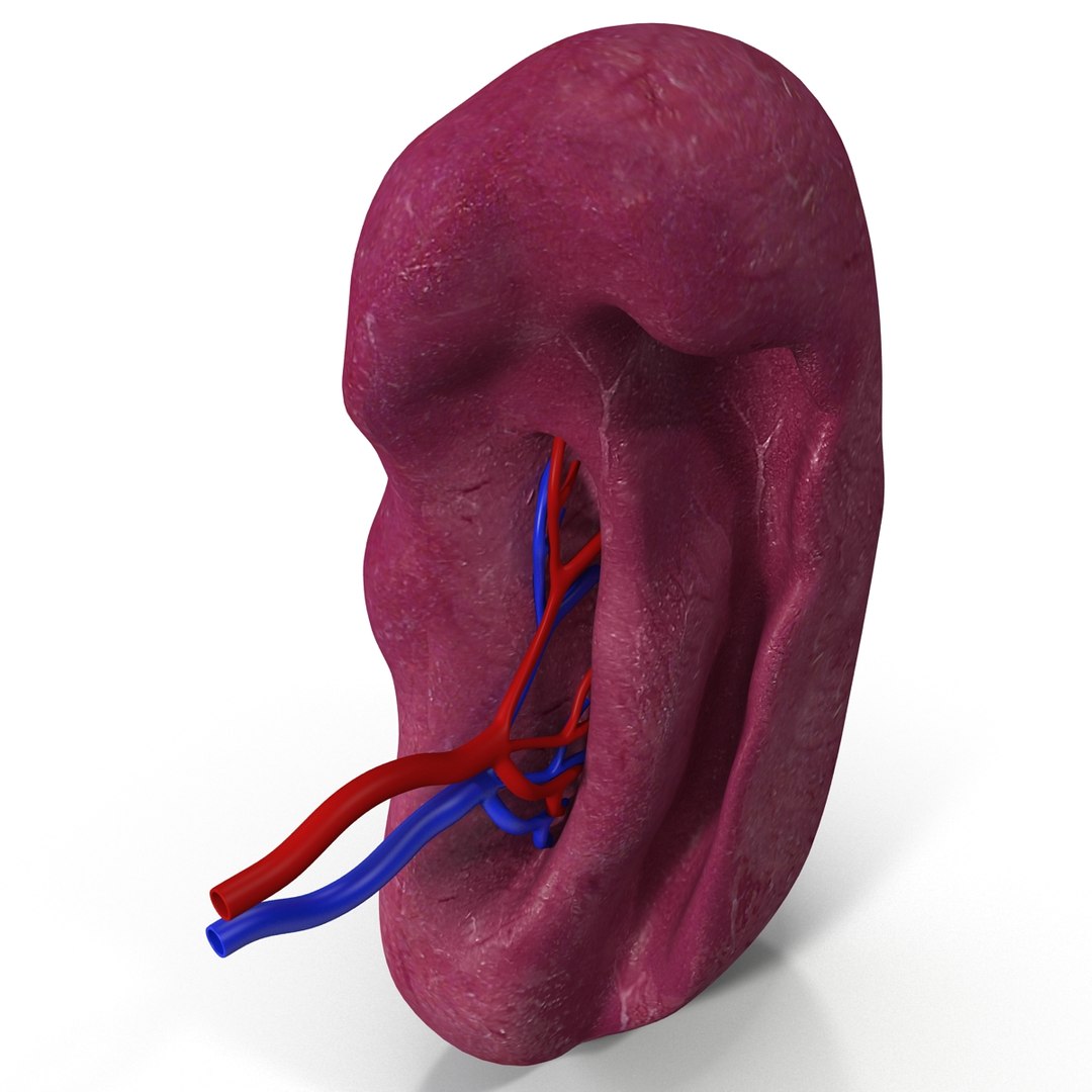 3d Model Of Human Spleen