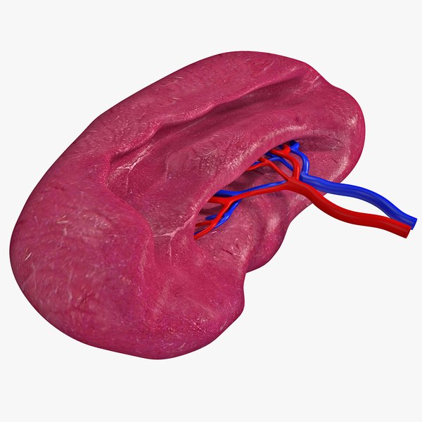 Spleen 3D Models for Download | TurboSquid