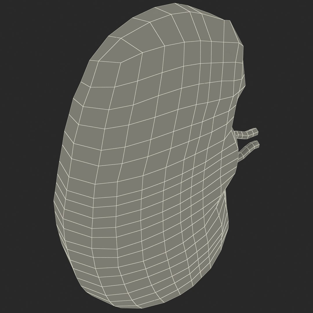 3d Model Of Human Spleen