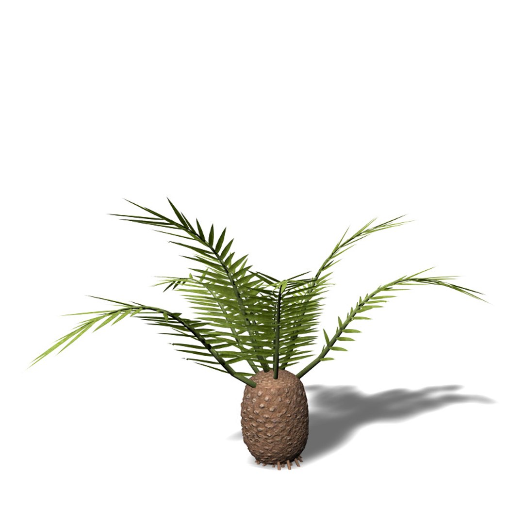 cycadeoidea gigantea plants 3d model