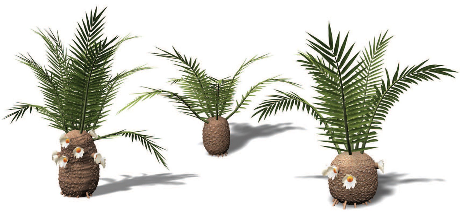 cycadeoidea gigantea plants 3d model