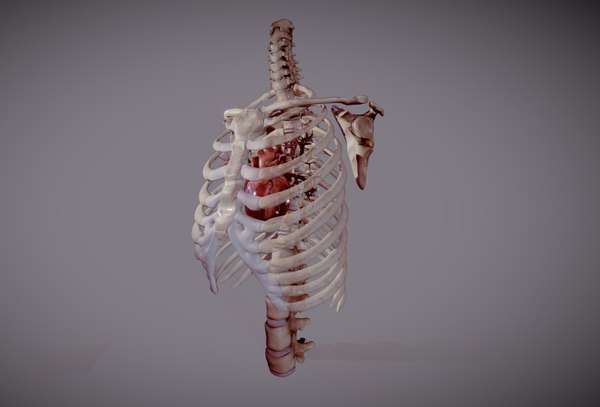 Animated Human Skeleton 3D Models for Download | TurboSquid