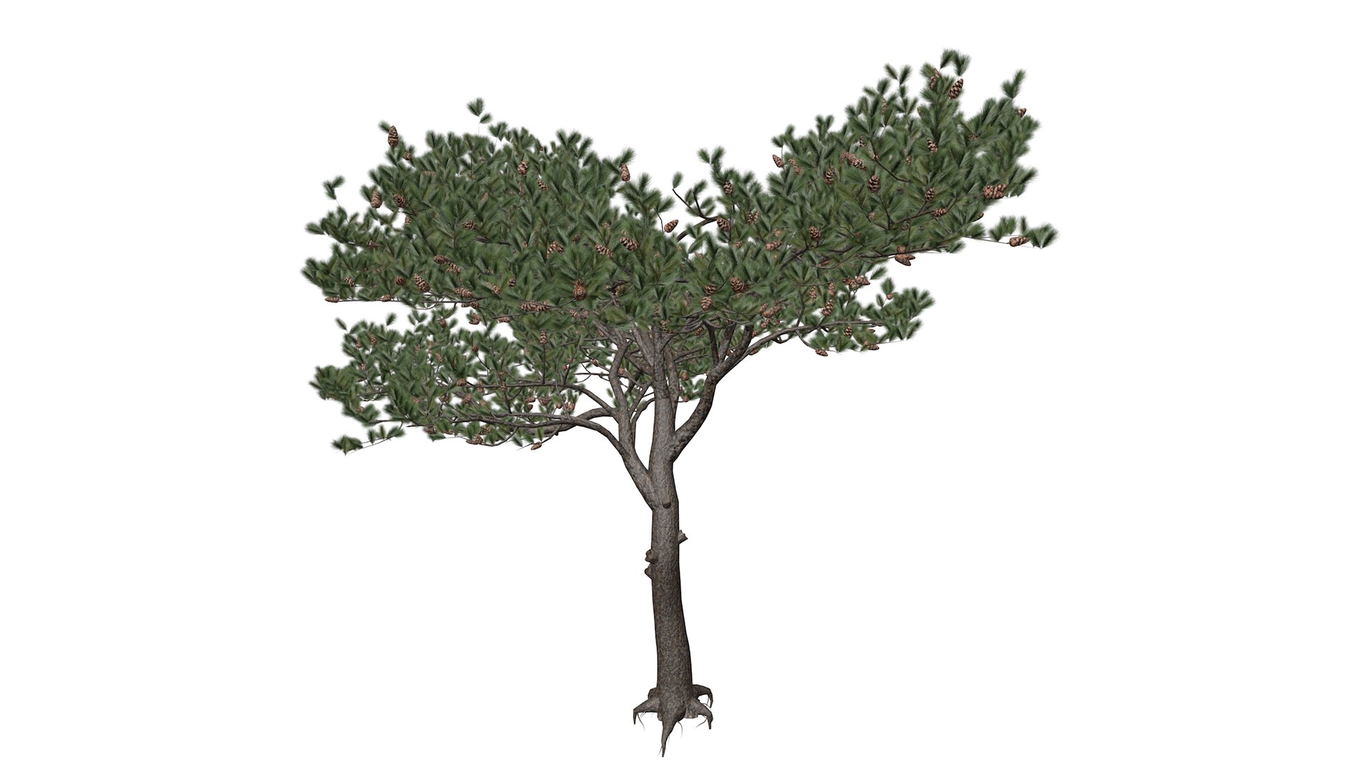 Italian Stone Pine Tree - 02 - 3D Model - TurboSquid 2373543