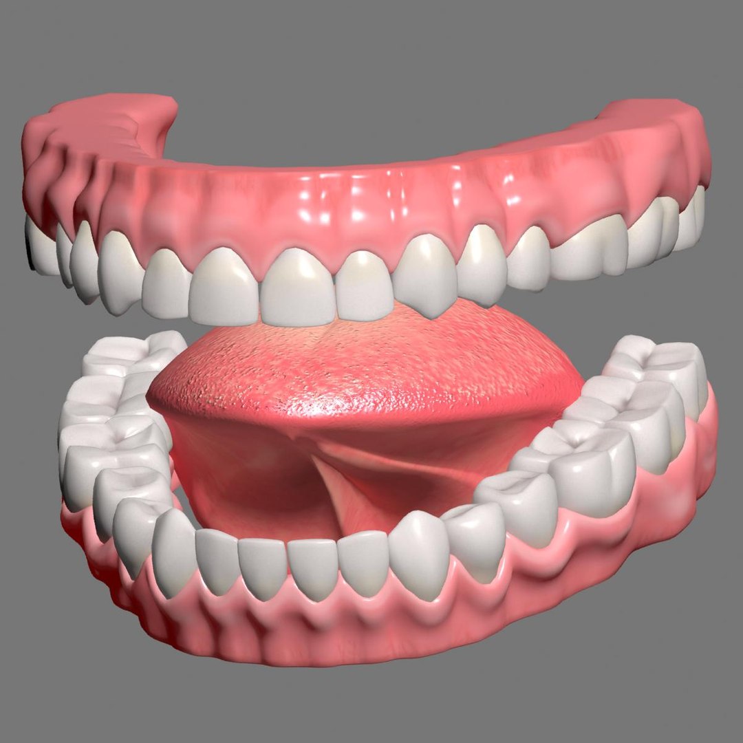 3D mouth gums teeth - TurboSquid 1209467