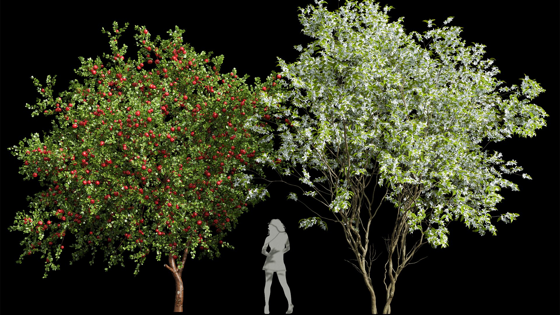 Amelanchier Lamarckii And Apple Trees 3D Model - TurboSquid 2207619