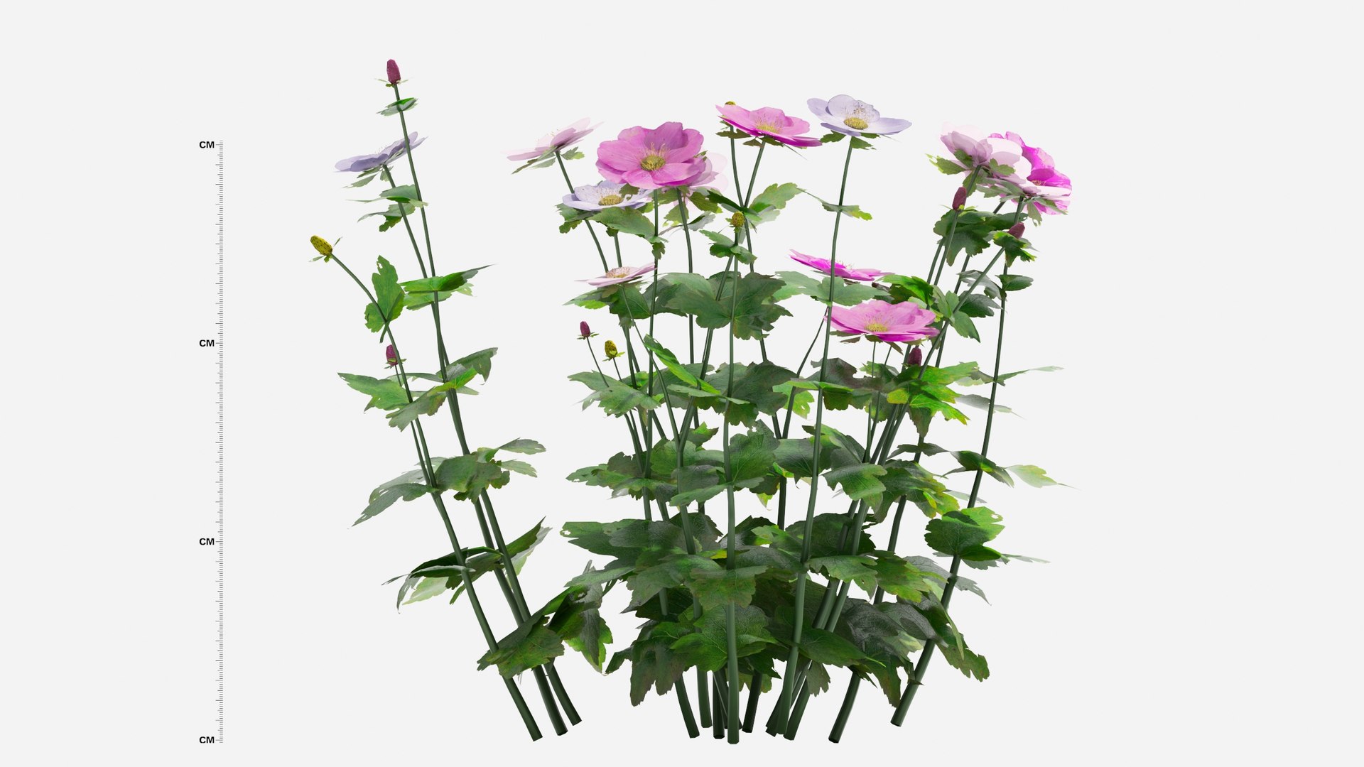 Anemone Flower Model - TurboSquid 1948585
