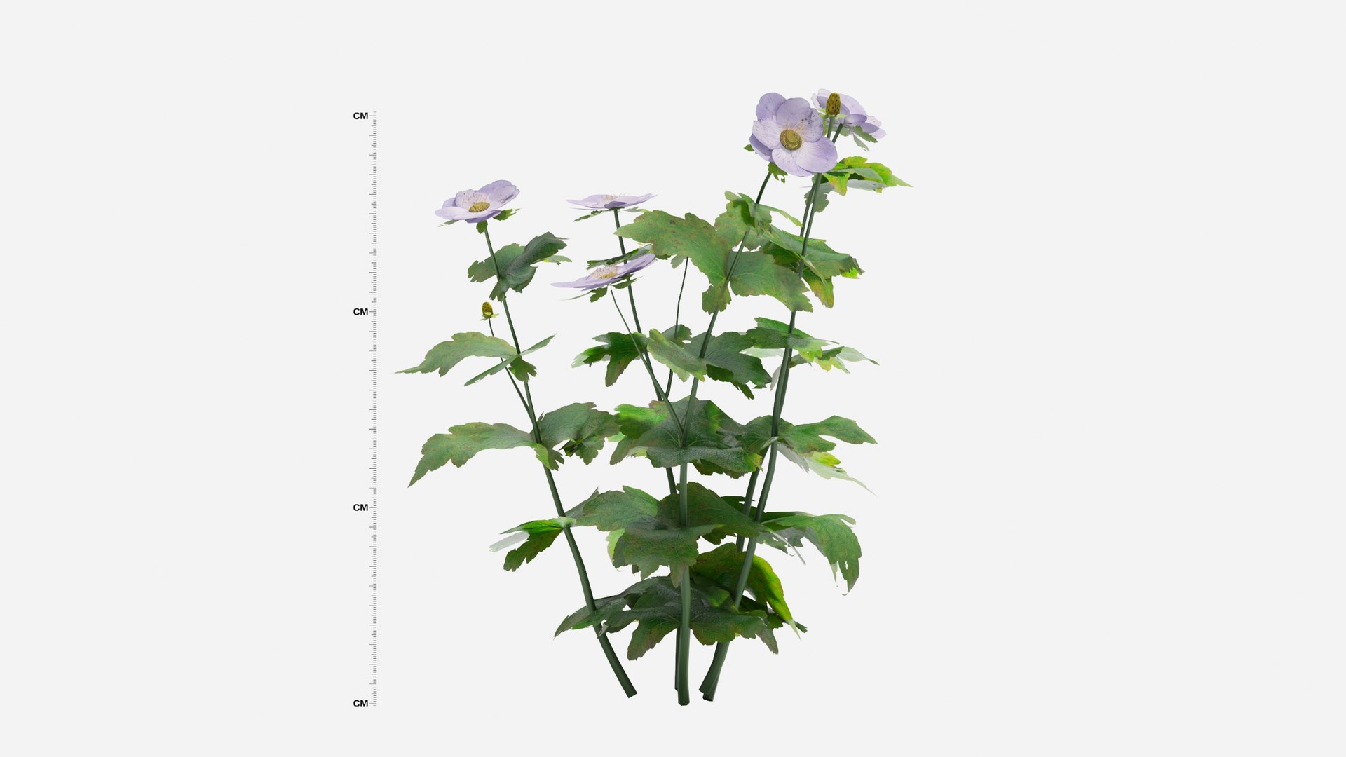 Anemone Flower Model - TurboSquid 1948585