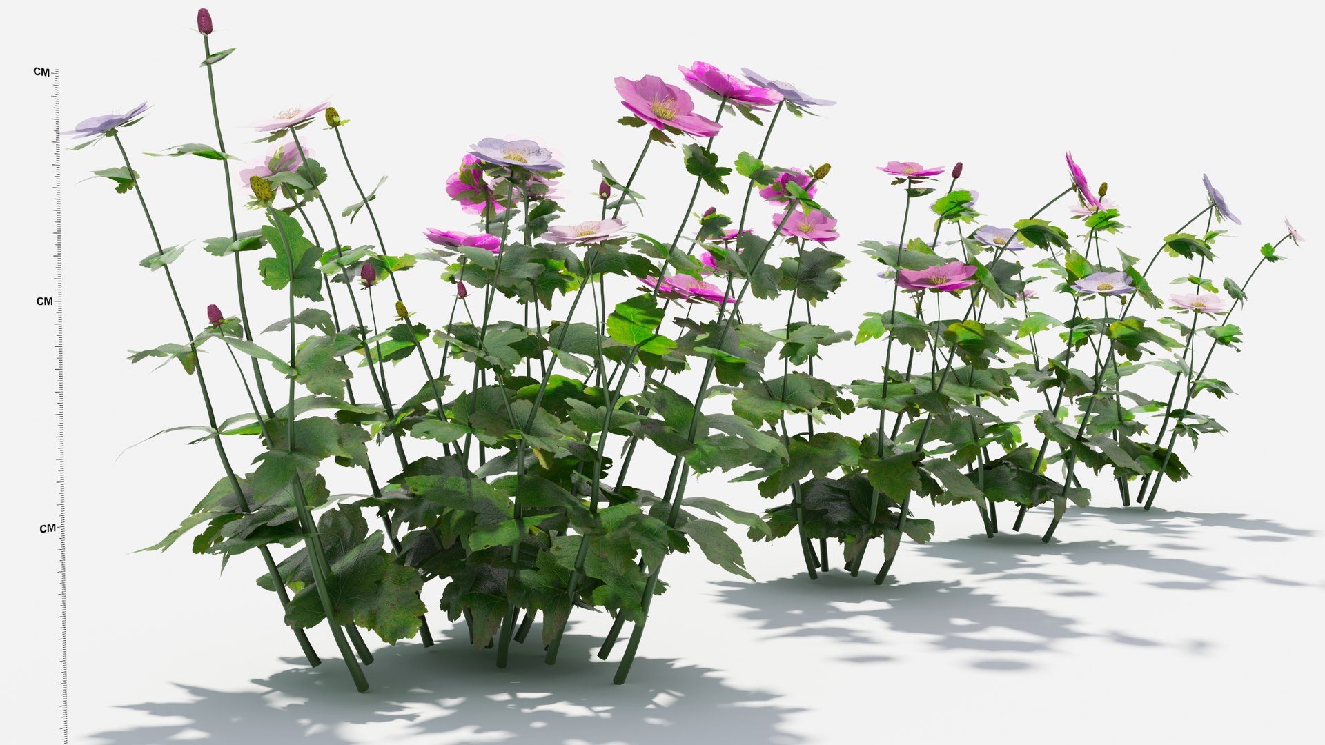 Anemone Flower Model - TurboSquid 1948585