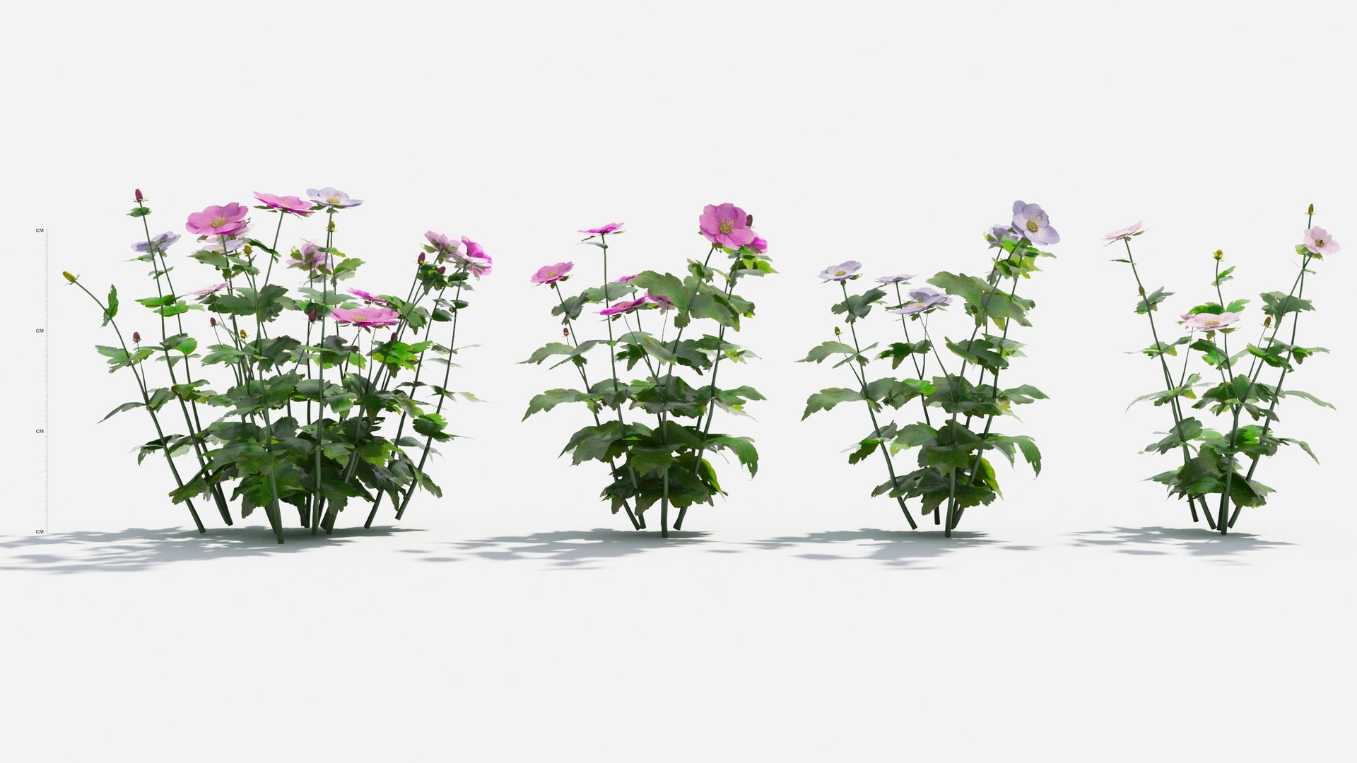Anemone Flower Model - TurboSquid 1948585