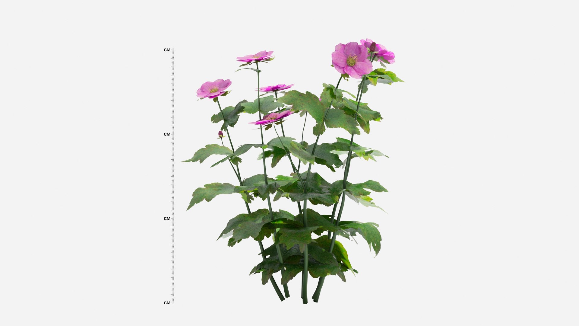 Anemone Flower Model - TurboSquid 1948585
