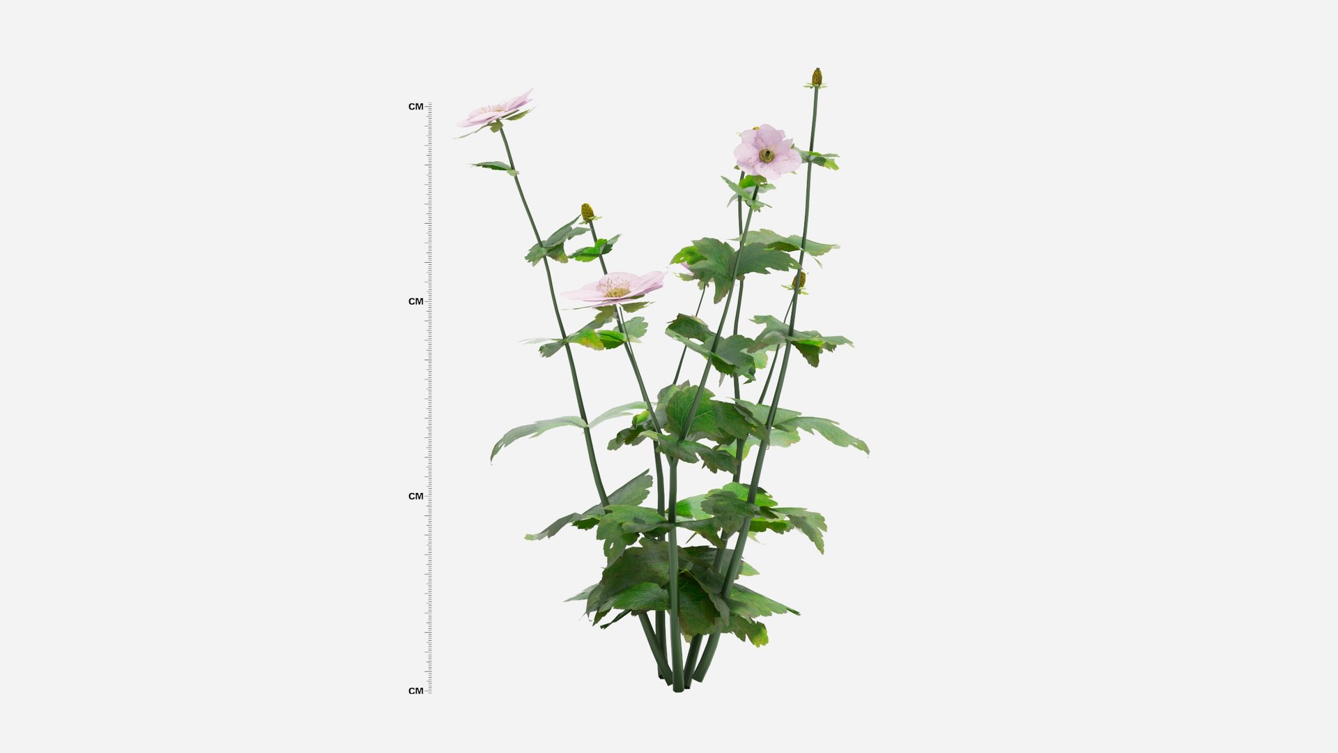 Anemone Flower Model - TurboSquid 1948585