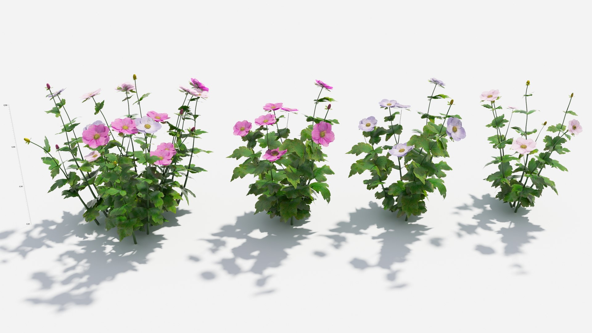 Anemone Flower Model - TurboSquid 1948585