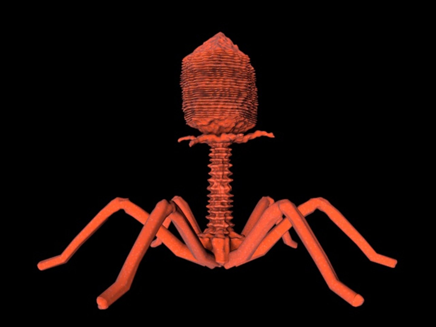3d Phage Bacteriophage Virus