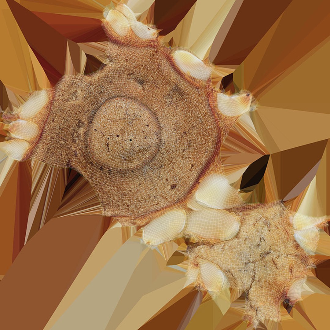 Muffins Collection 3D Model - TurboSquid 2166294