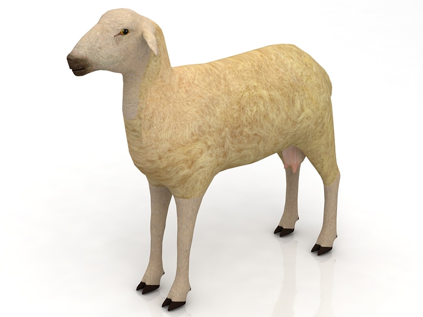 3D Sheep - TurboSquid 1774070