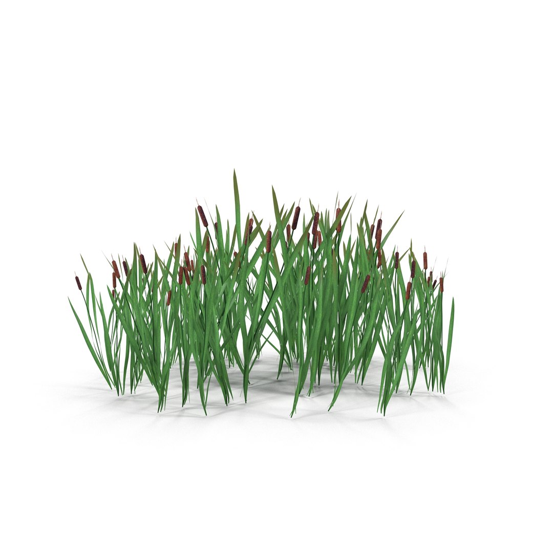 Reeds 3d Fbx
