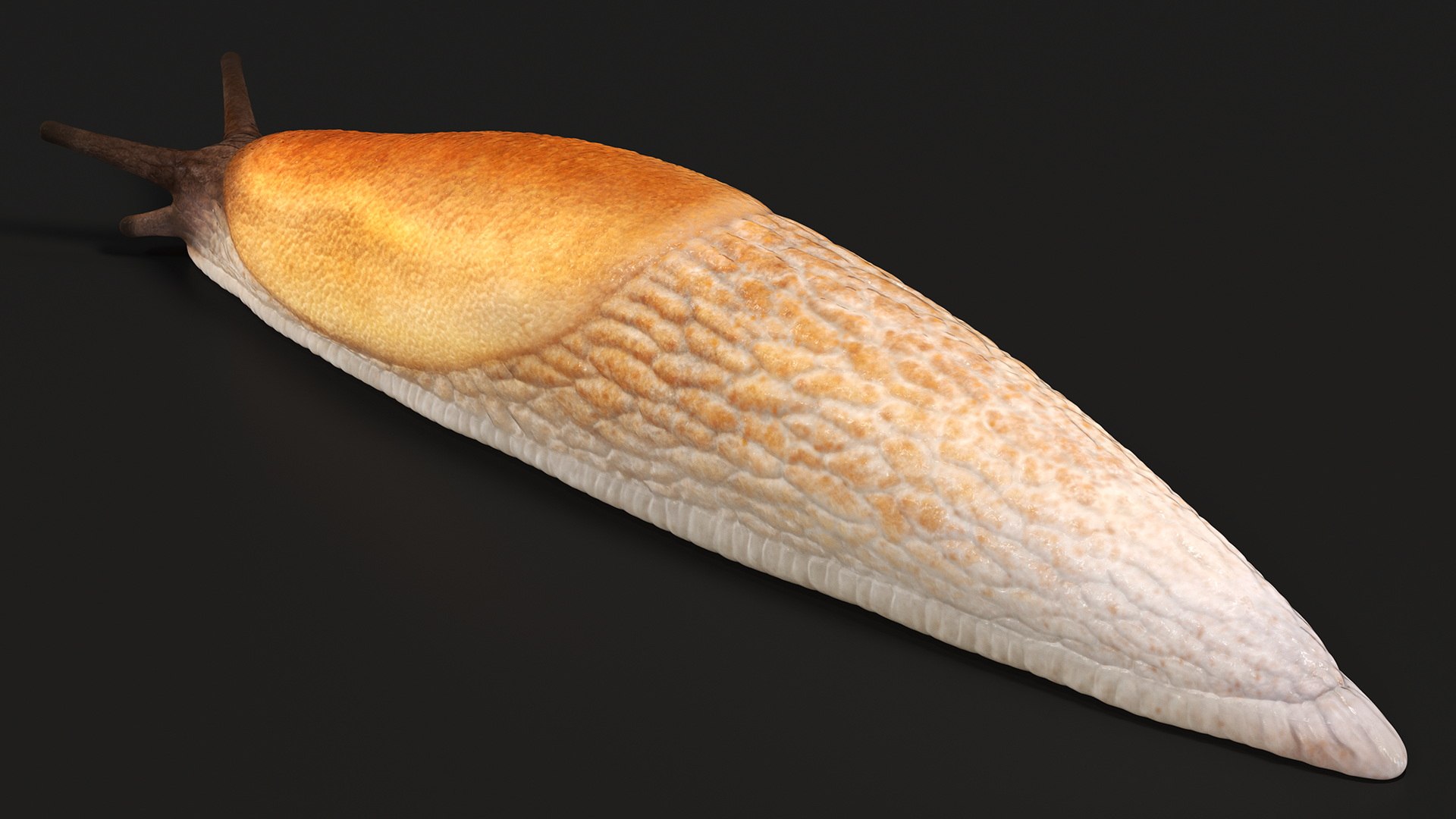 Spanish Slug Rigged for Maya 3D - TurboSquid 2018633